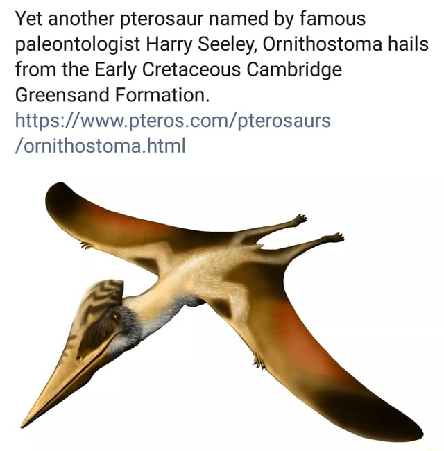 Yet another pterosaur named by famous paleontologist Harry Seeley ...