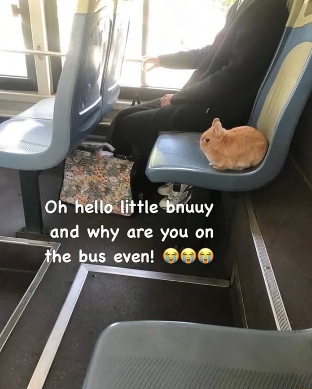 Oh hello little bnuuy and why are you on the bus even! - iFunny