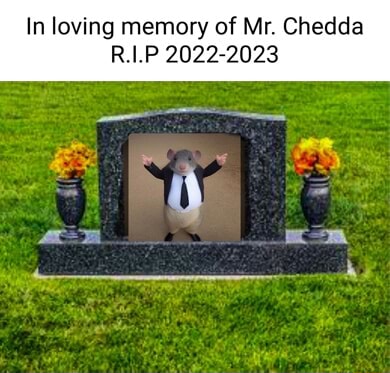 In loving memory of Mr. Chedda R.I.P 2022-2023 - iFunny