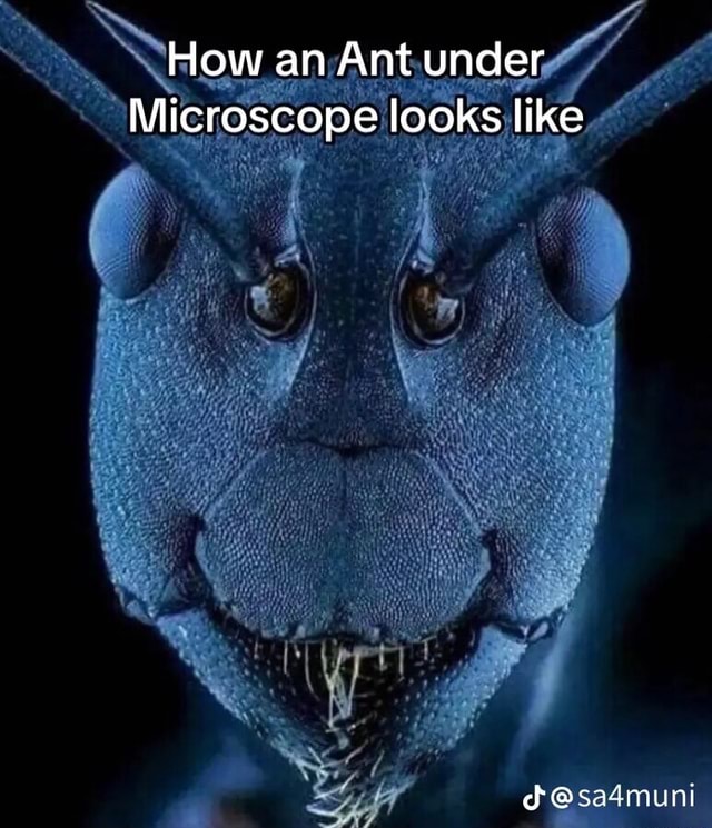 How an Ant under Microscope looks like dd @sa4muni - iFunny