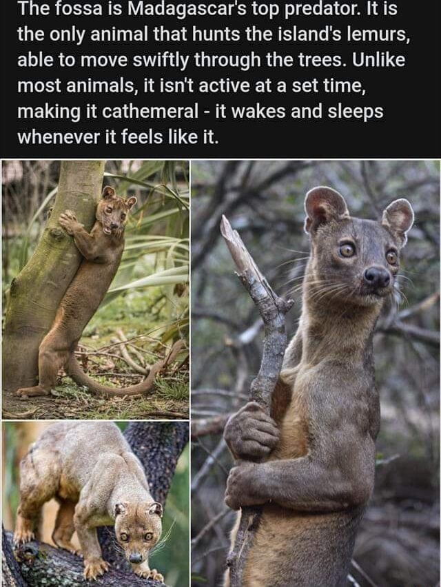 The fossa is Madagascar s top predator. It is the only animal that ...