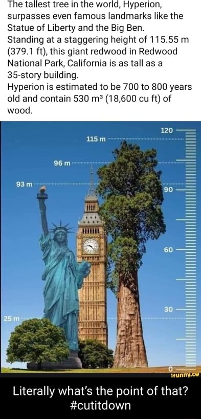 The tallest tree in the world, Hyperion, surpasses even famous ...