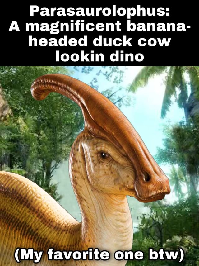 Parasaurolophus: A magnificent banana- headed duck cow lookin dino (My ...