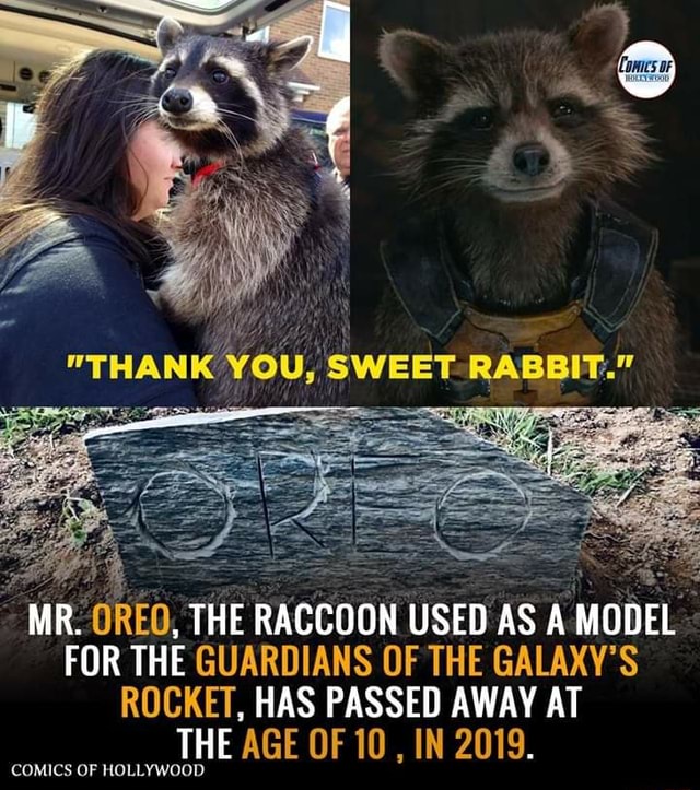 MR. OREO, THE RACCOON USED AS A MODEL FOR THE GUARDIANS OF THE GALAXY'S ...