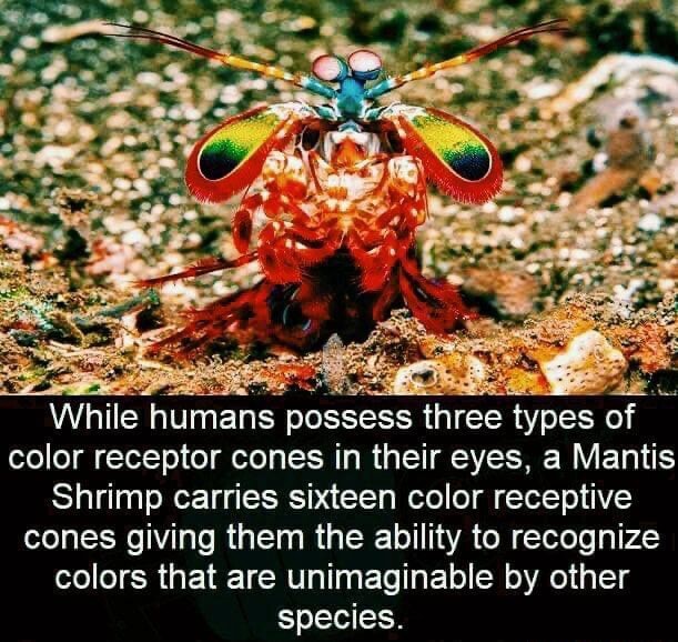 While humans possess three types of color receptor cones in their eyes ...