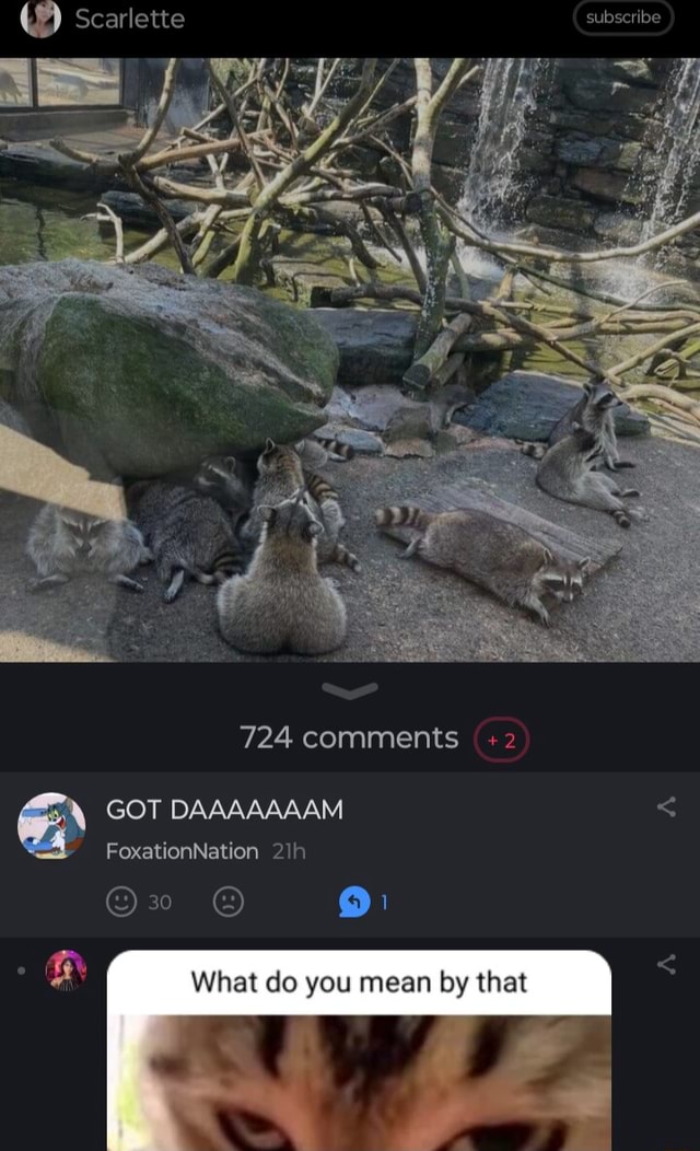 Scarlette subscribe 724 comments +2 GOT DAAAAAAAM FoxationNation What ...
