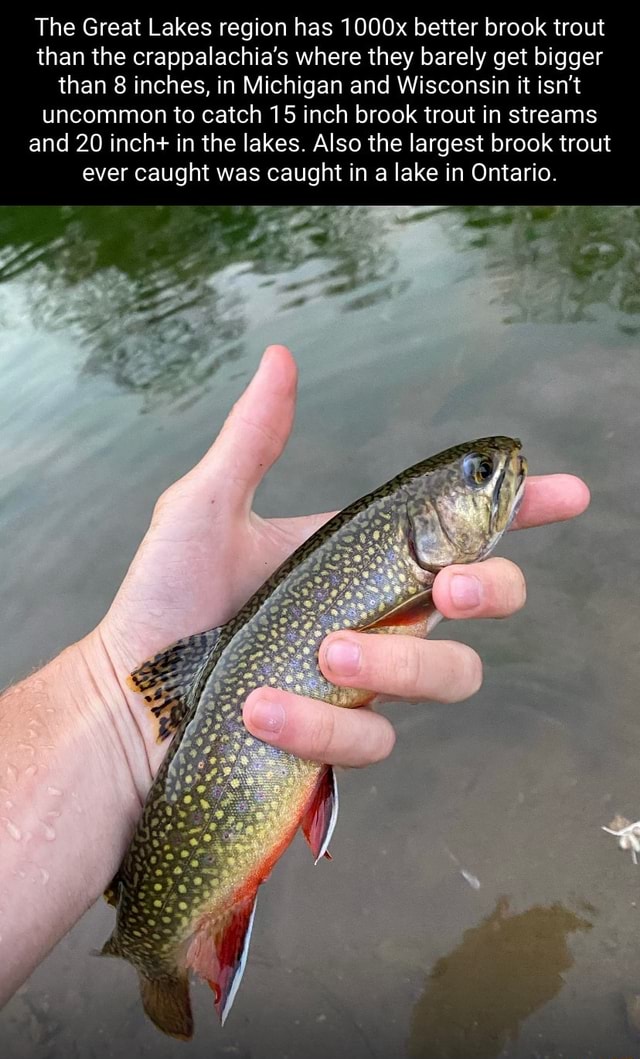 The Great Lakes region has 1000x better brook trout than the ...