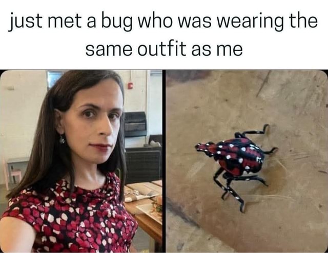 Just met a bug who was wearing the same outfit as me - iFunny