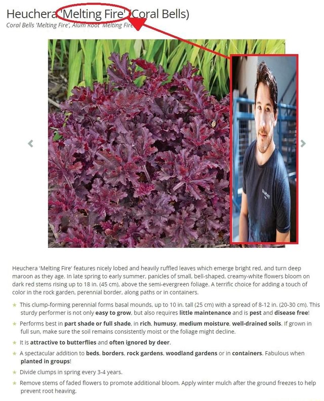 Heucherd Bells) Melting Fire Coral Bells 'Melting Fire' Heuchera ...
