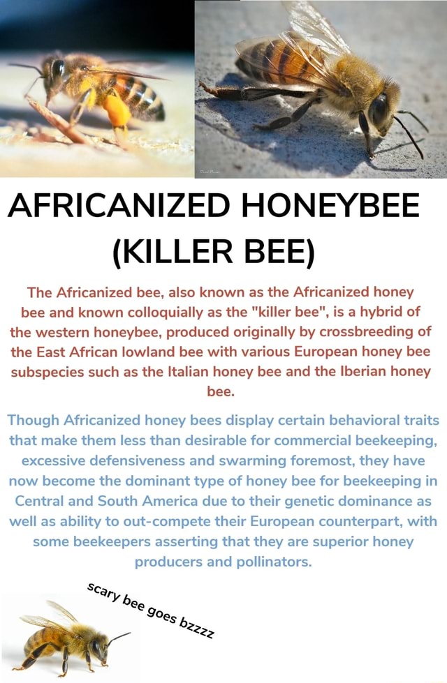 AFRICANIZED HONEYBEE (KILLER BEE) The Africanized bee, also known as ...