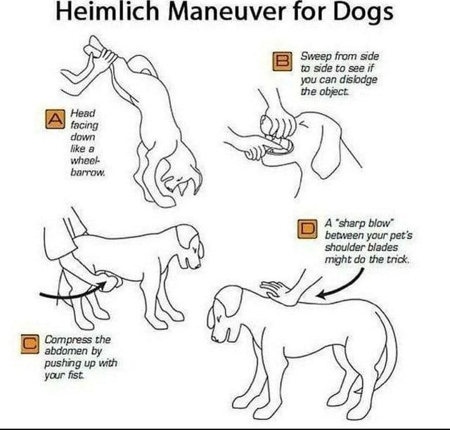 Heimlich Maneuver for Dogs Sweep from side to side to see if you can ...
