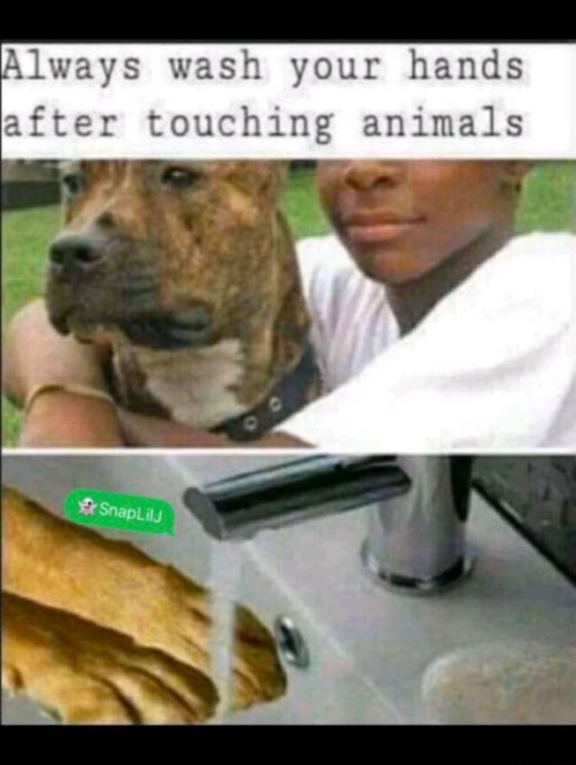 Ways wash your hands after touching animals - iFunny