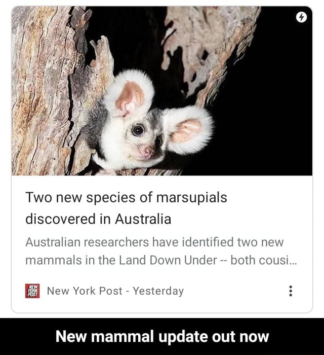 Two new species of marsupials discovered in Australia Australian ...