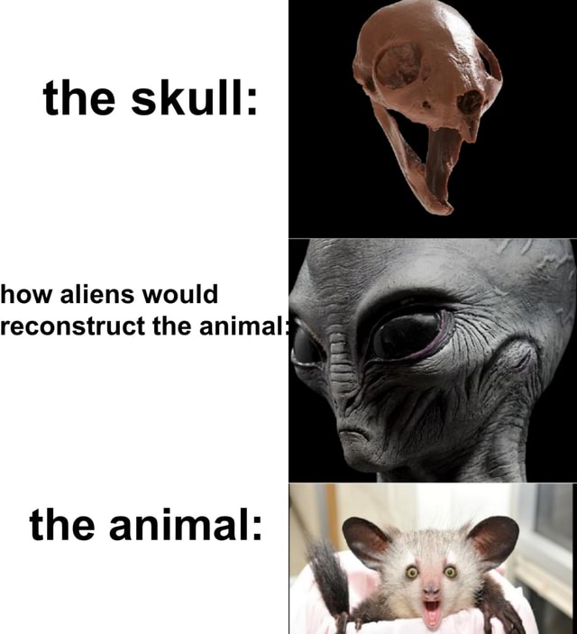 My contribution to the meme - the skull: how aliens would reconstruct ...