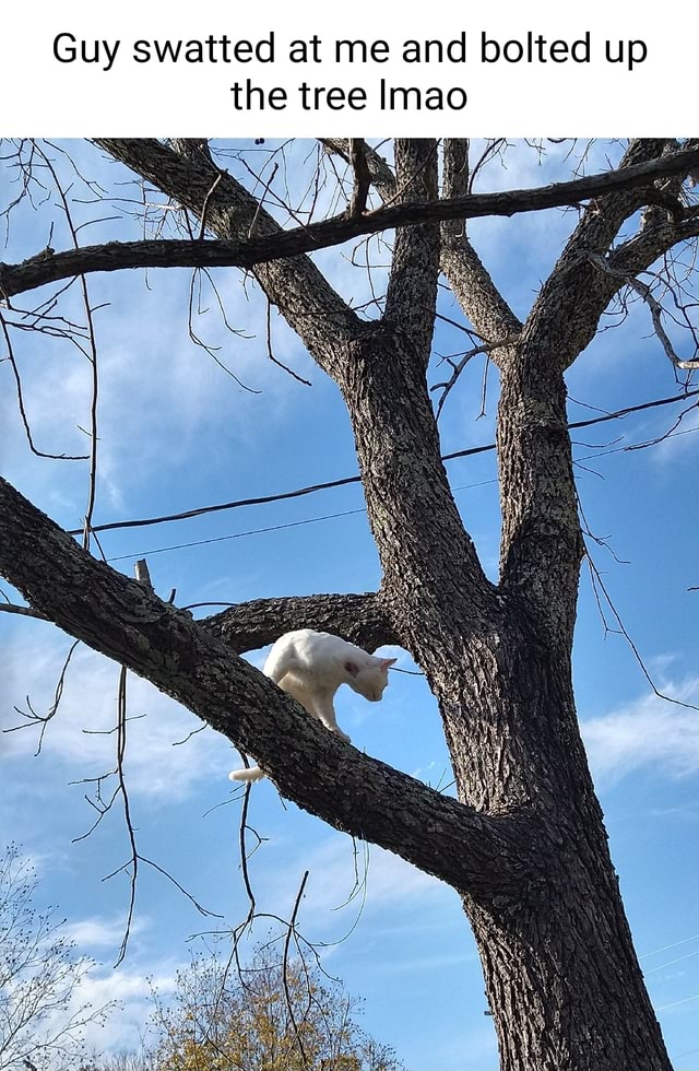 Guy swatted at me and bolted up the tree mao - iFunny