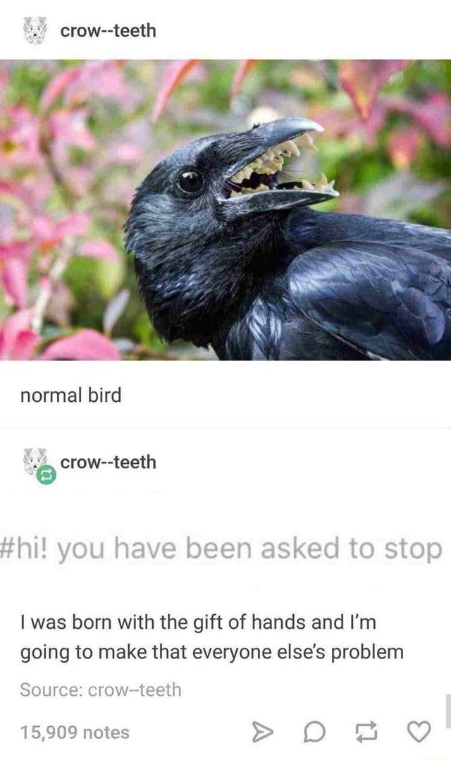 Crow--teeth normal bird crow--teeth #hi! you have been asked to stop I ...