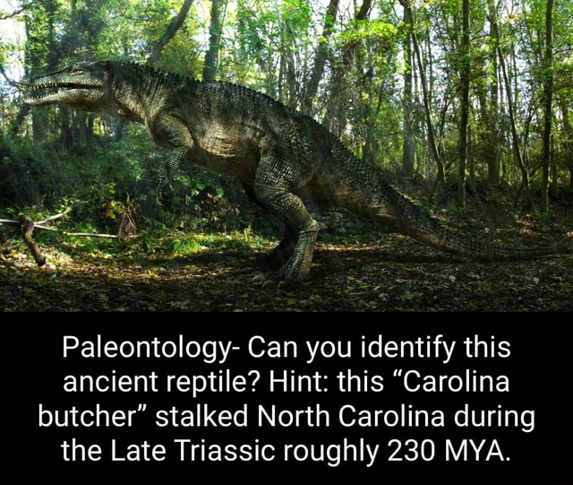 Paleontology- Can you identify this ancient reptile? Hint: this ...
