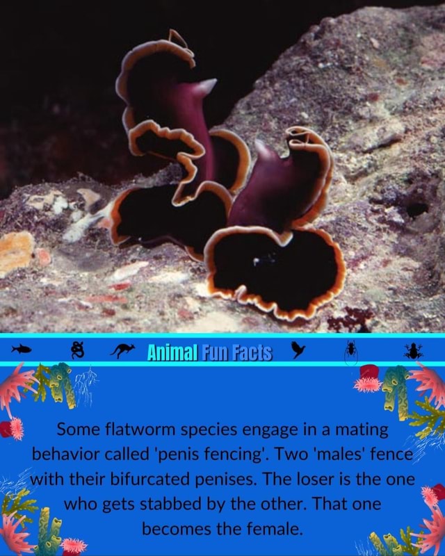 Animal fun fact - Some flatworm species engage in a mating behavior ...