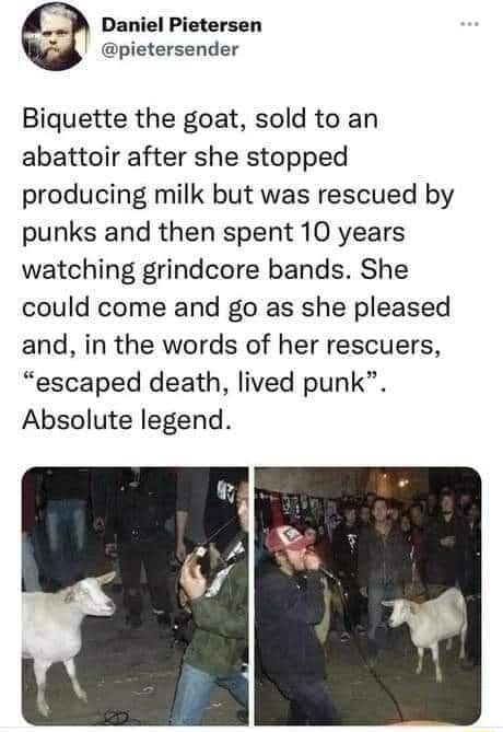 Biquette the goat, sold to an abattoir after she stopped producing milk ...