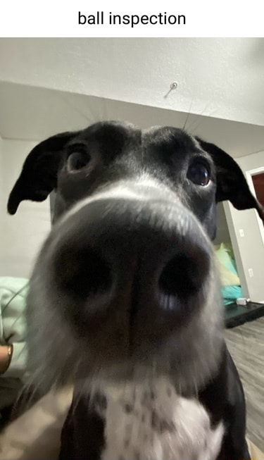 Ball inspection - iFunny