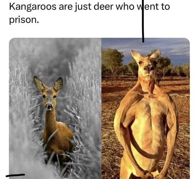 Kangaroos are just deer who went to prison. - iFunny