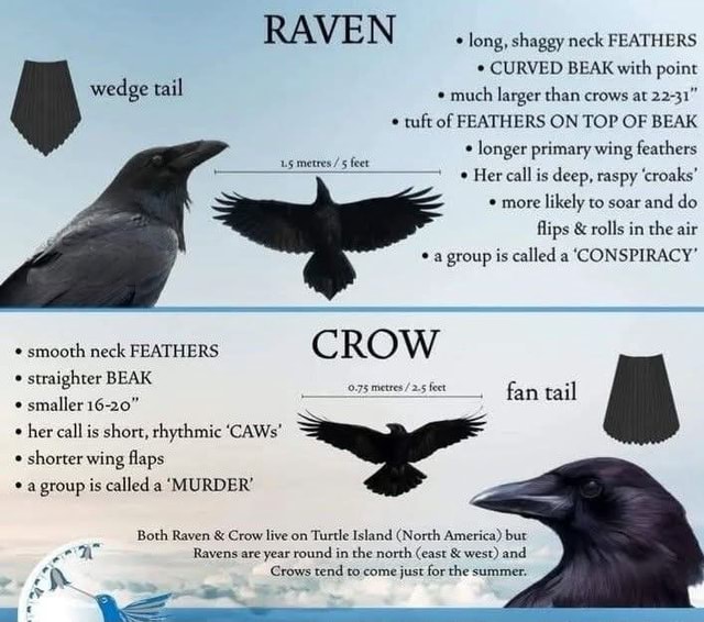 RAVEN long, shaggy neck FEATHERS CURVED BEAK with point much larger ...