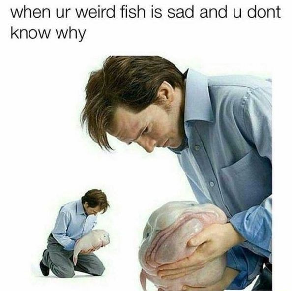 When ur weird fish is sad and u cont know why - iFunny