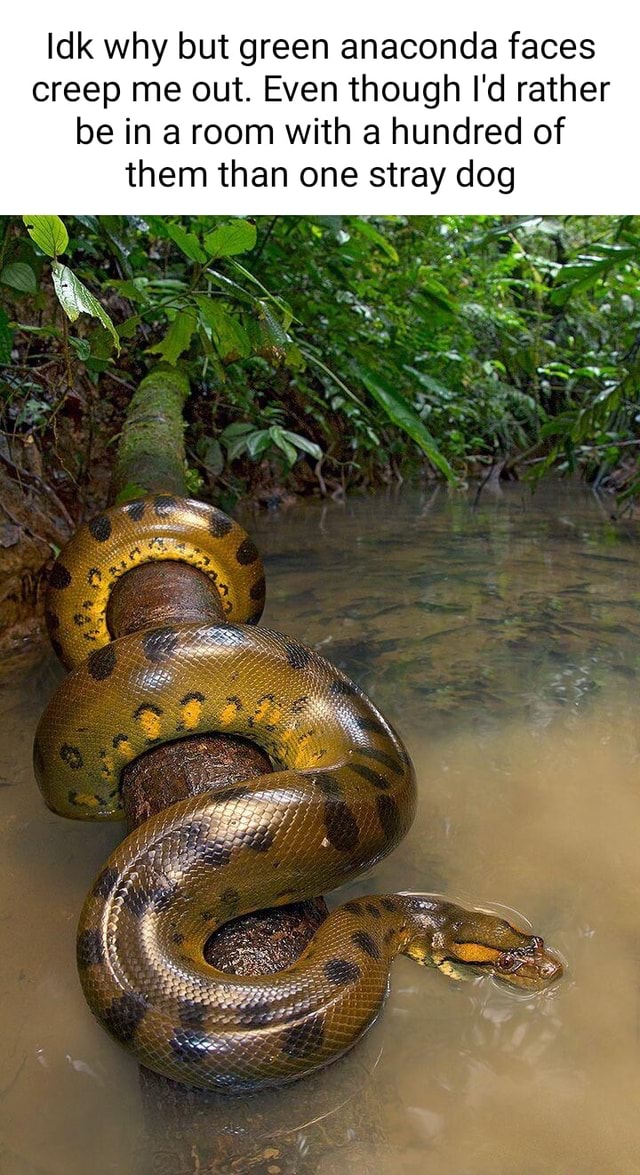 Idk why but green anaconda faces creep me out. Even though I'd rather ...