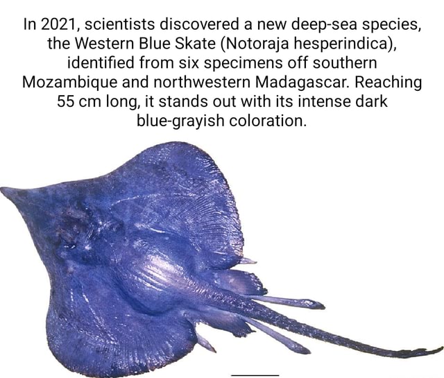 In 2021, scientists discovered a new deep-sea species, the Western Blue ...