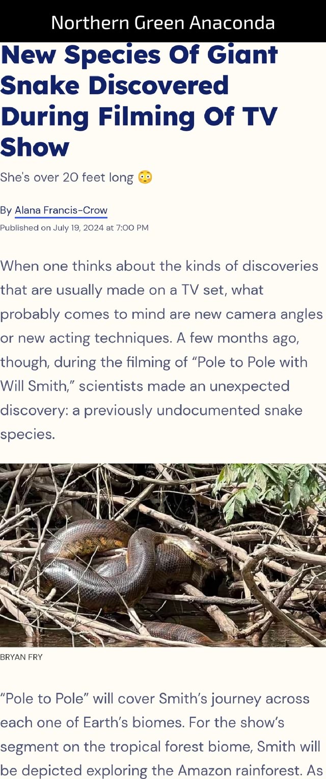 Northern Green Anaconda New Species Of Giant Snake Discovered During ...