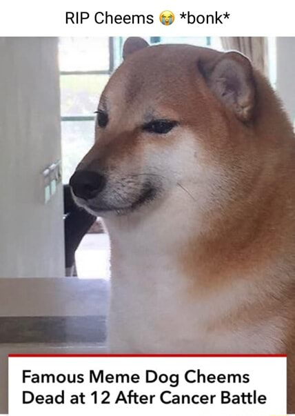 RIP Cheems *bonk* Famous Meme Dog Cheems Dead at 12 After Cancer Battle ...