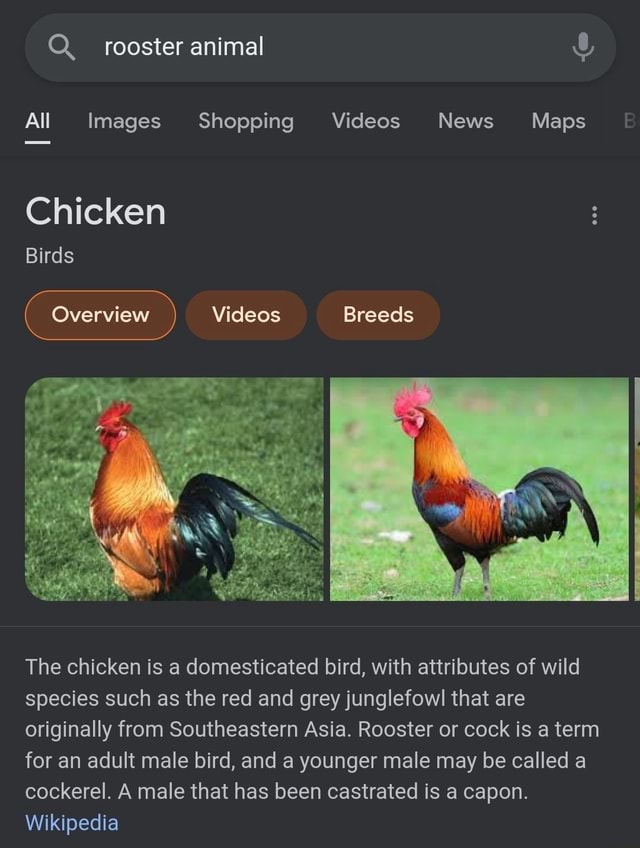 Rooster animal All Images Shopping Videos News Maps Chicken Birds ...