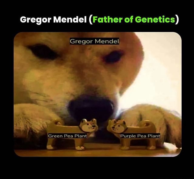 Gregor Mendel (Father of Genetics) Gregor Mendel Green Pea Plant Purple ...