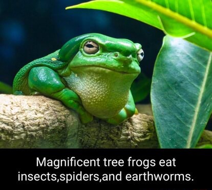 Magnificent tree frogs eat insects,spiders,and earthworms. - iFunny