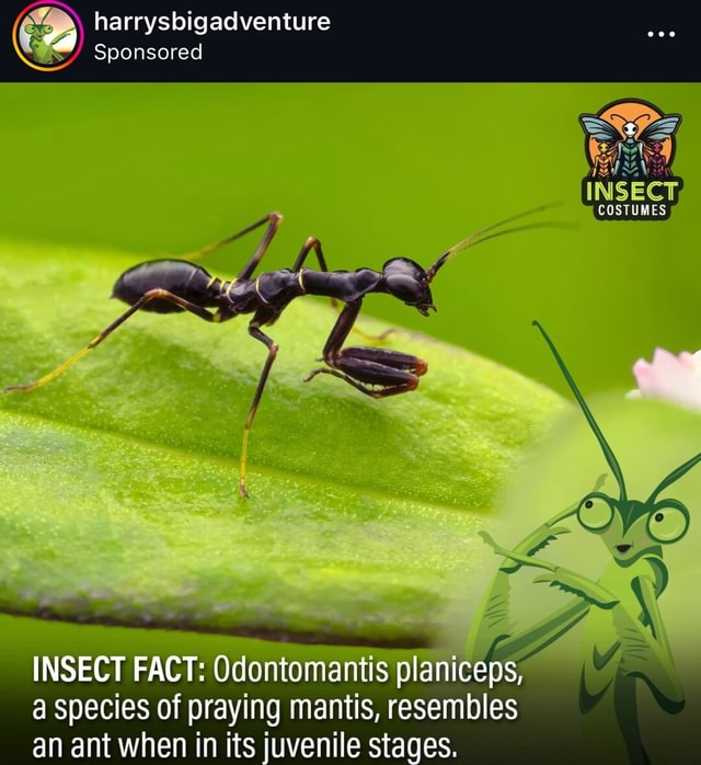 Harrysbigadventure Sponsored COSTUMES INSECT FACT: Odontomantis plani ...