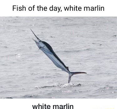 Fish of the day, white marlin white marlin - iFunny