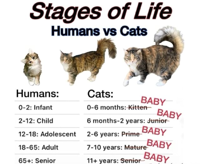 Stages of Life Humans vs Cats Humans: 0-2: Infant 2-12: Child 12-18 ...