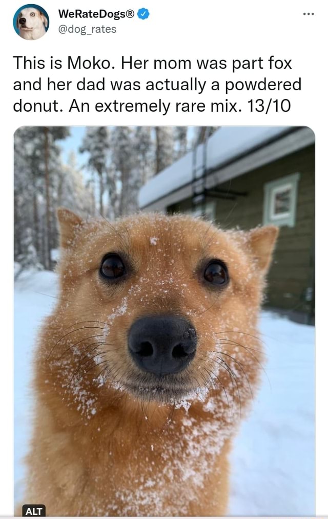 Dog rates This is Moko. Her mom was part fox and her dad was actually a ...