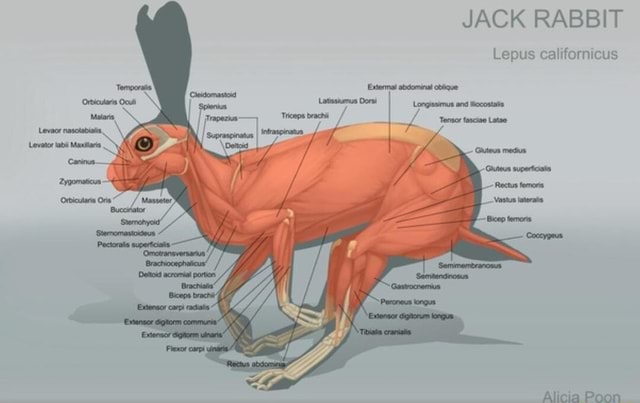 Starving to death on a full stomach. Eating only rabbit can lead to ...