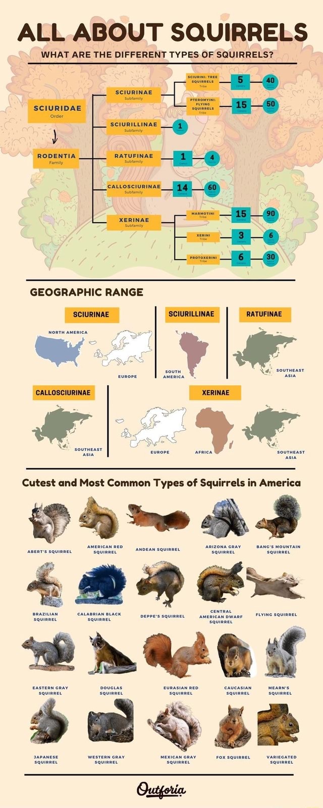 ALL ABOUT SQUIRRELS WHAT ARE THE DIFFERENT TYPES OF SQUIRRELS ...