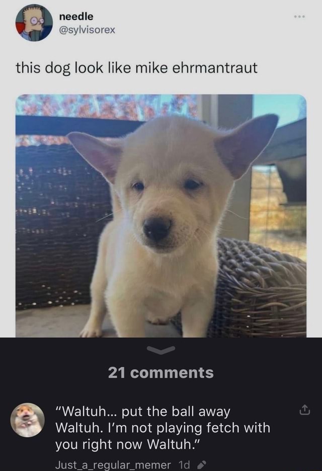 Needle @sylvisorex this dog look like mike ehrmantraut 21 comments ...