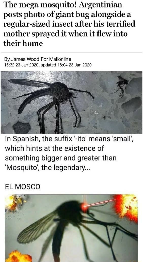 The mega mosquito! Argentinian posts photo of giant bug alongside a regular-sized insect after ...