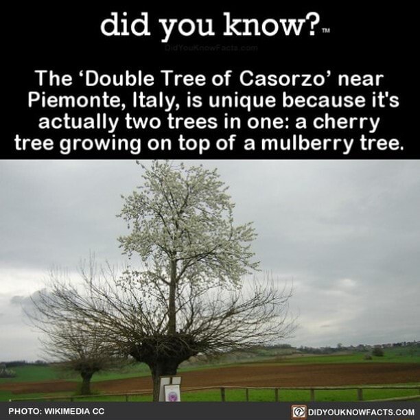 Did you know?. The 'Double Tree of Casorzo' near Piemonte, Italy, is ...