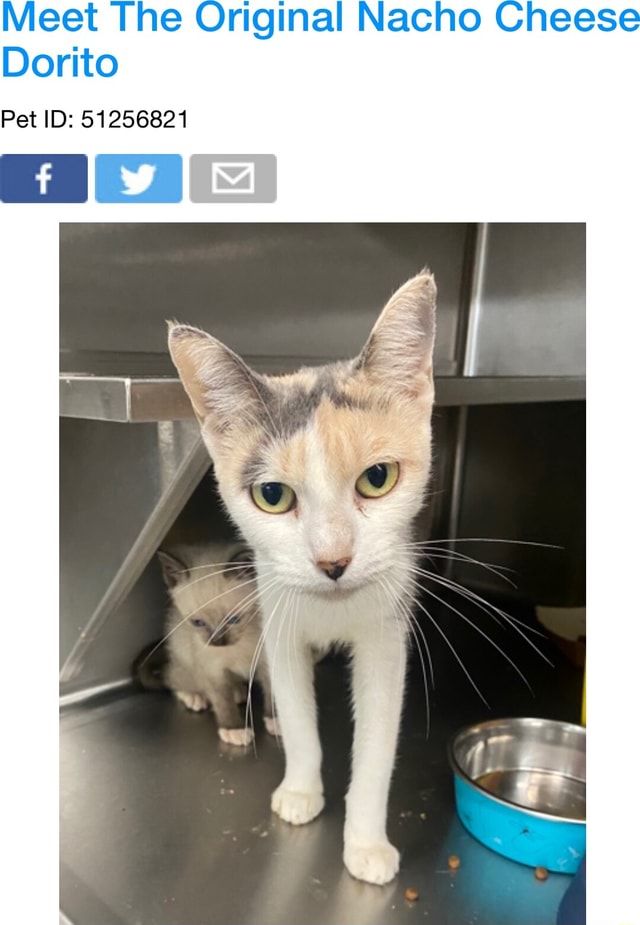 Meet The Original Nacho Cheese Dorito Pet ID: 51256821 - iFunny