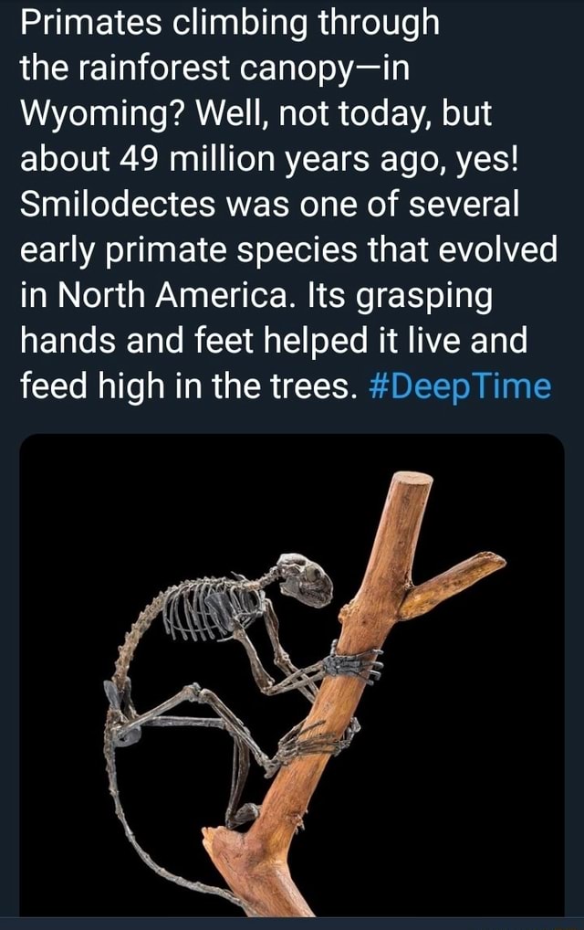 Primates climbing through the rainforest canopy-in Wyoming? Well, not ...