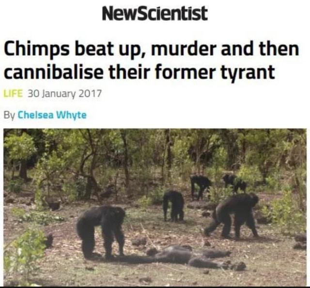 New Chimps beat up, murder and then cannibalise their former tyrant ...