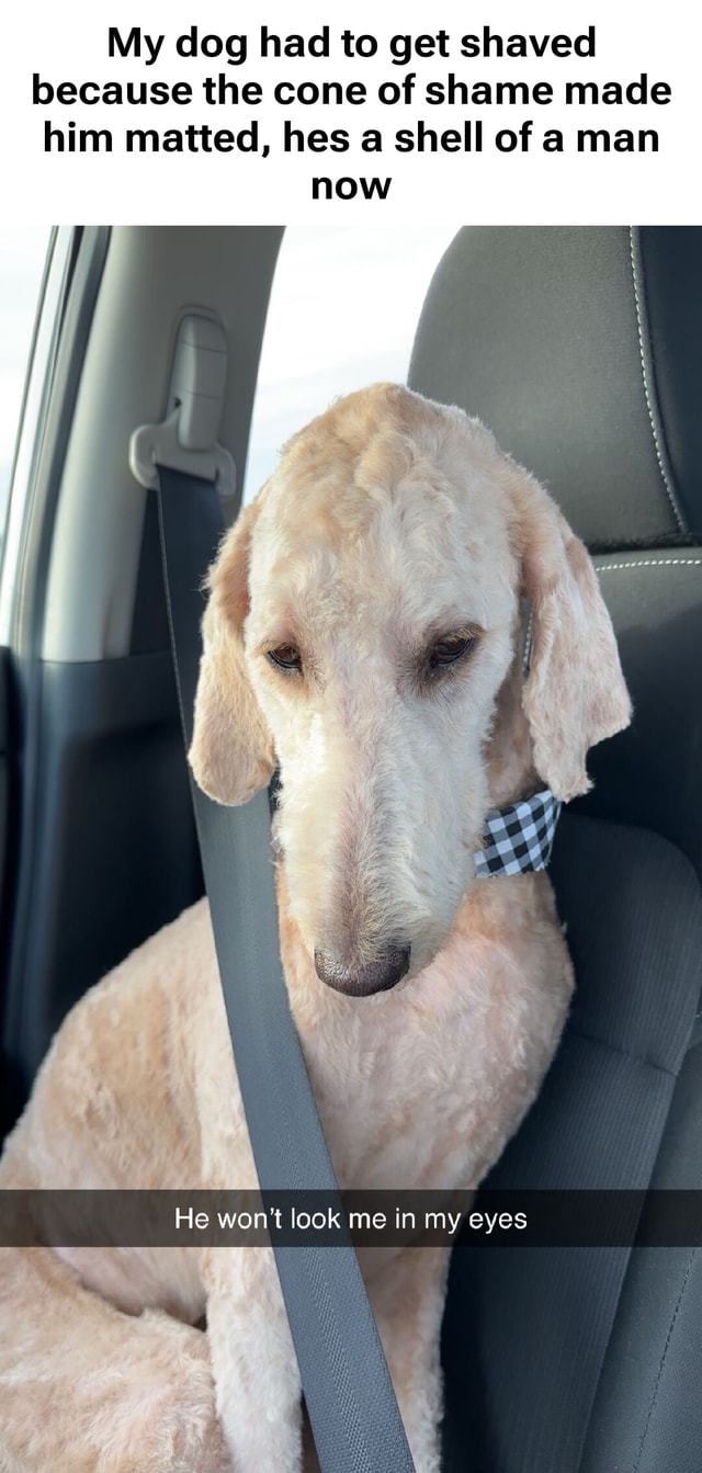 My dog had to get shaved because the cone of shame made him matted, hes ...