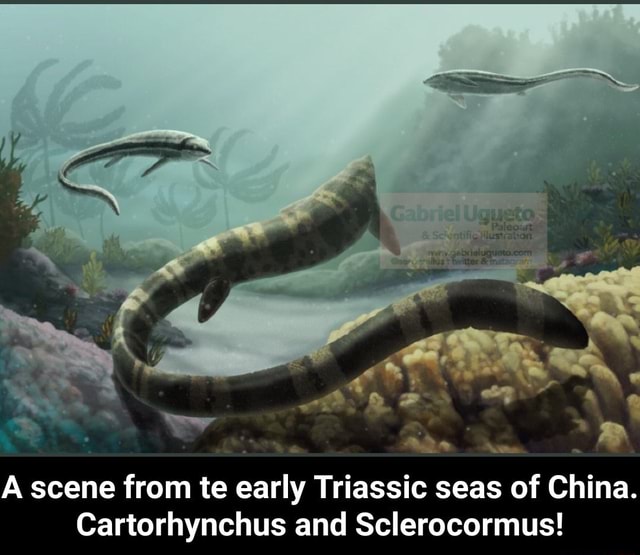 A scene from te early Triassic seas of China. Cartorhynchus and ...