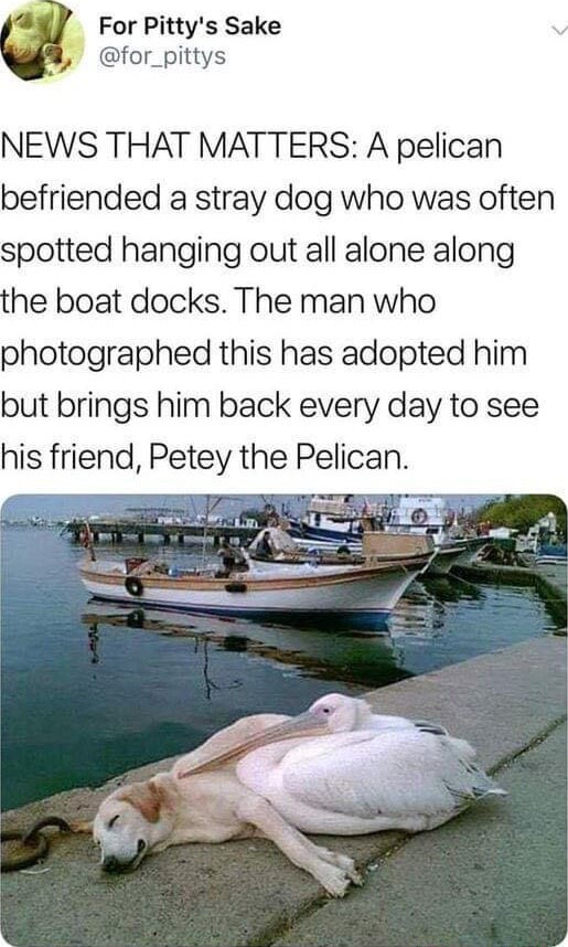 For Pitty's Sake VA NEWS THAT MATTERS: A pelican befriended a stray dog ...