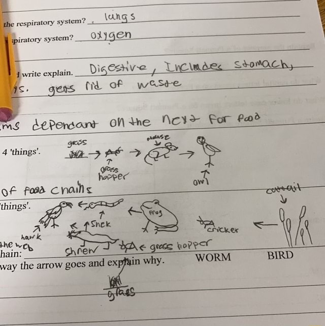 Otygen 'the respiratory system? spiratory system? write explain ...